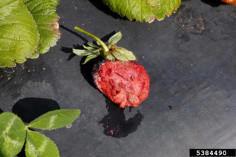 strawberry sap beetle (Stelidota geminata)