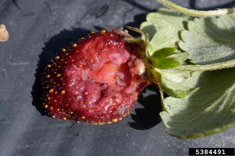 strawberry sap beetle (Stelidota geminata (Say, 1825))