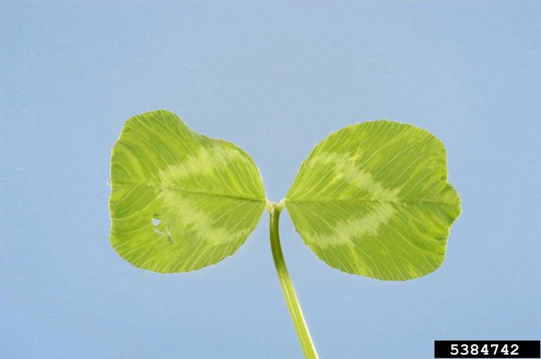Clover Yellow Mosaic Virus (ClYMV) (Potexvirus Clover Yellow Mosaic Virus)