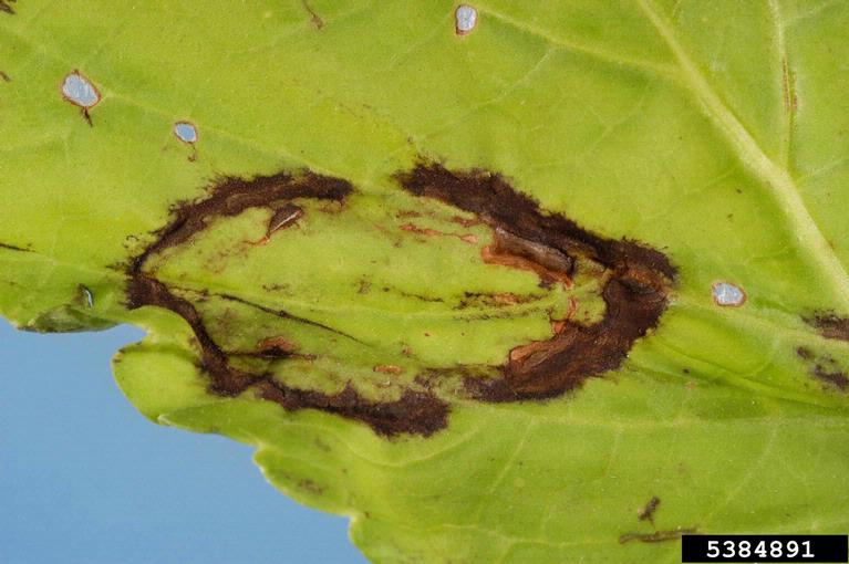 impatiens necrotic spot virus (INSV) (Orthotospovirus ...