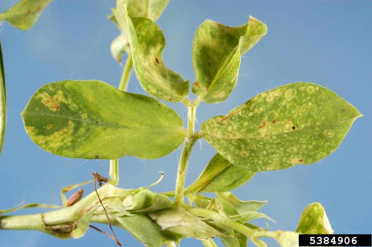 tomato spotted wilt virus (TSWV) (Tospovirus Tomato spotted wilt virus)