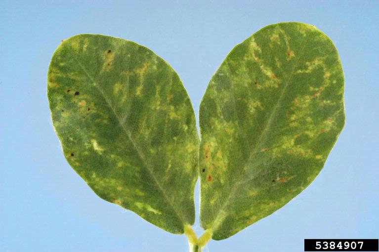 tomato spotted wilt virus (TSWV) (Tospovirus Tomato spotted wilt virus)