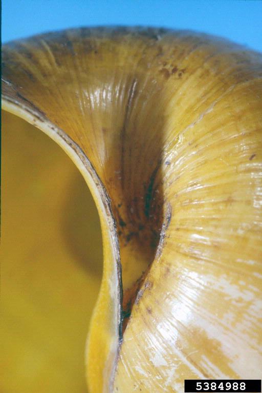 apple snails (Genus Pomacea)