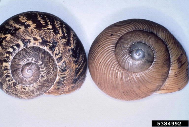 European brown snail (Cornu aspersum (O. F. Müller, 1774))