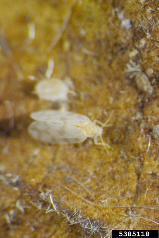 giant whitefly (Aleurodicus dugesii Cockerell, 1896)