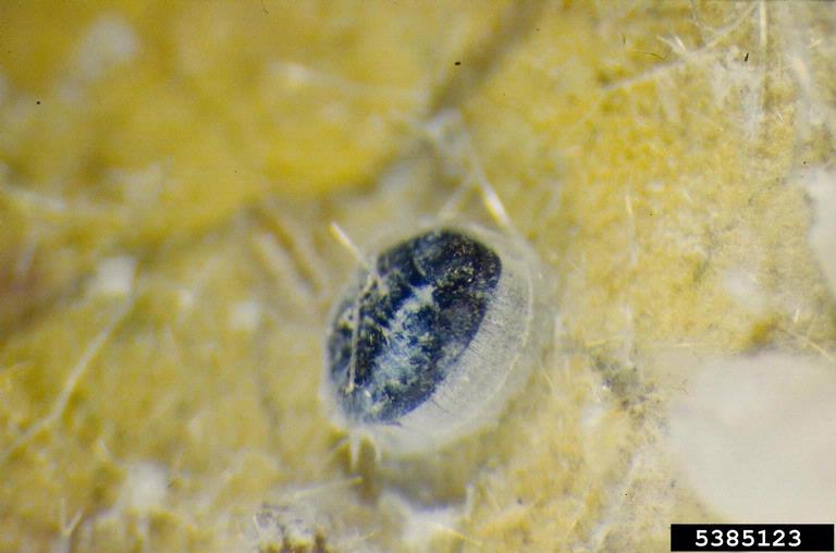 giant whitefly (Aleurodicus dugesii Cockerell, 1896)