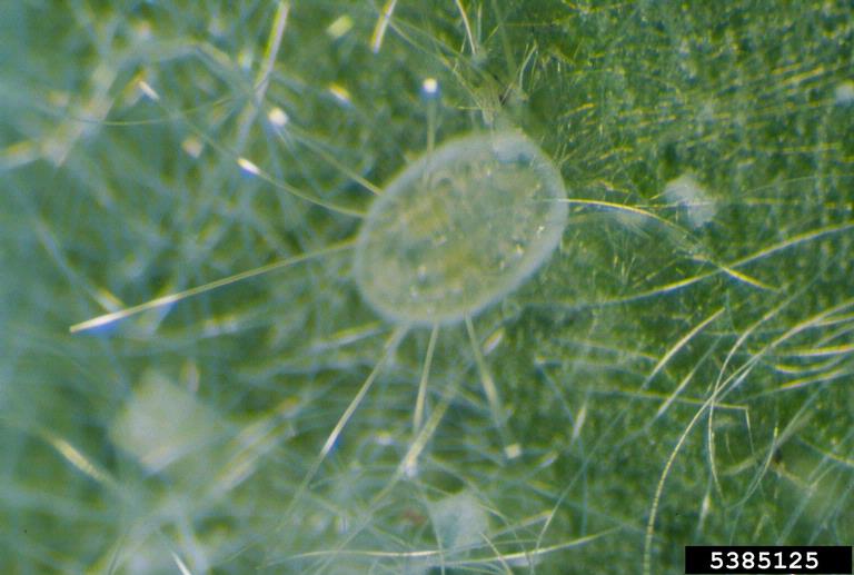 giant whitefly (Aleurodicus dugesii Cockerell, 1896)