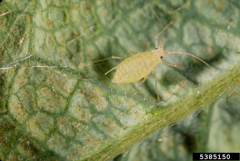Florida Aphids