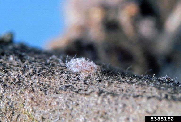 woolly apple aphid (Eriosoma lanigerum (Hausmann, 1802))