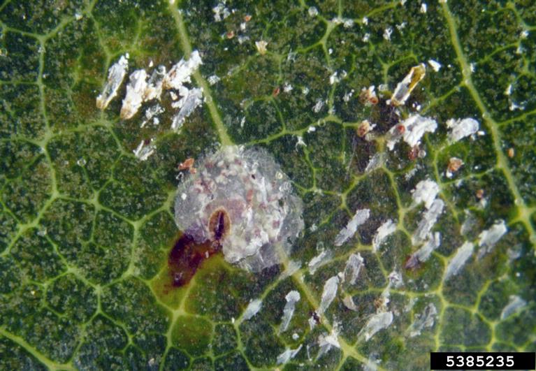 white mango scale (Aulacaspis tubercularis (Newstead))