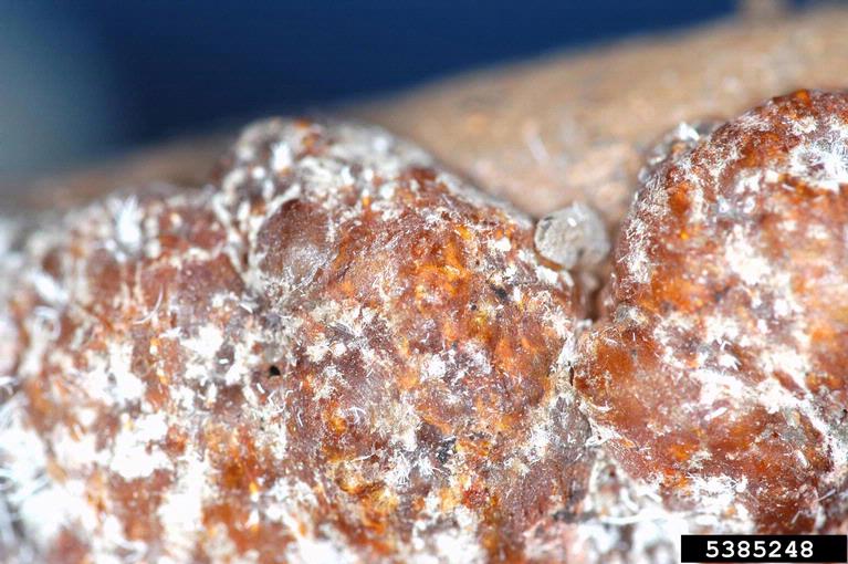 common lac insect (Kerria lacca Kerr)