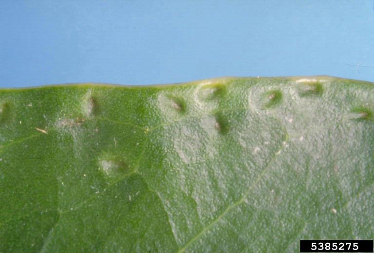 psylla (Genus Trioza Förster, 1848)