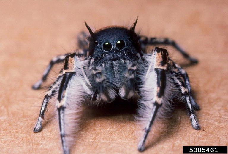 jumping spider (Phidippus toro)
