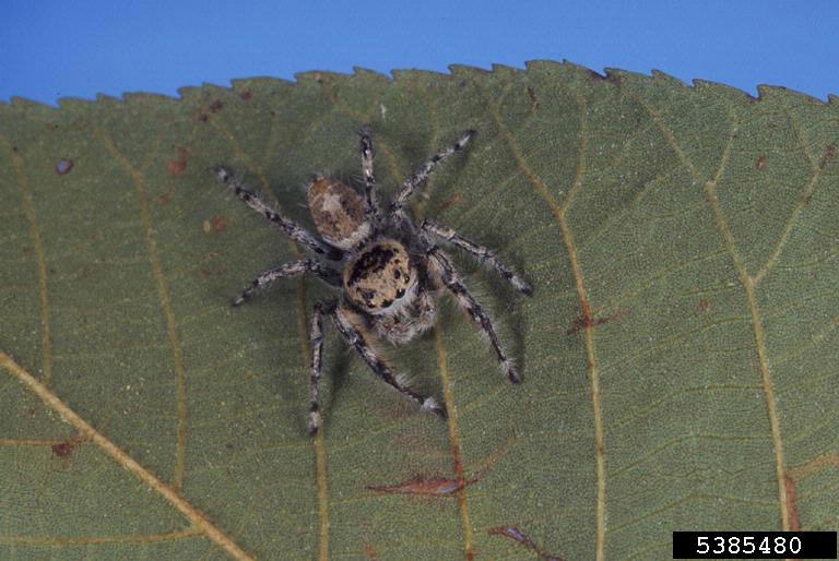 jumping spider (Phidippus phoenix Edwards, 2004)