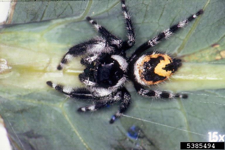 daring jumping spider (Phidippus audax (Hentz, 1845))