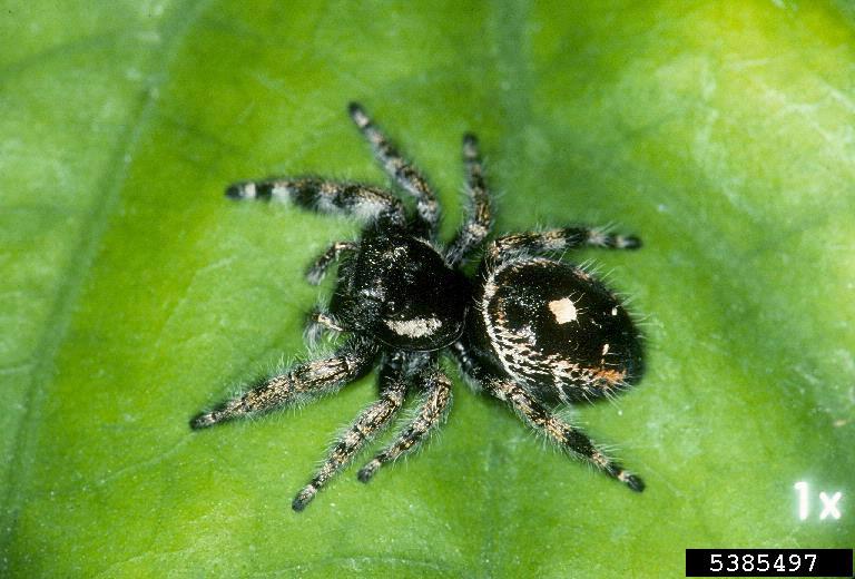 daring jumping spider (Phidippus audax (Hentz, 1845))