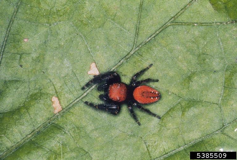 cardinal jumper (Phidippus cardinalis (Hentz, 1845))