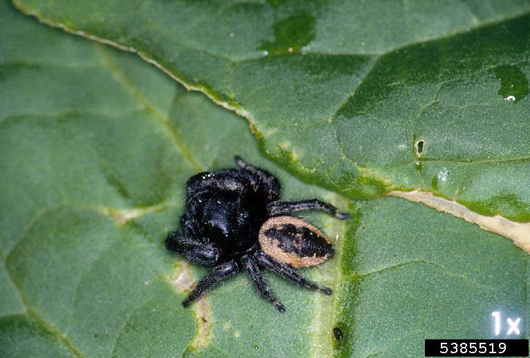 jumping spider (Phidippus purpuratus Keyserling, 1885)