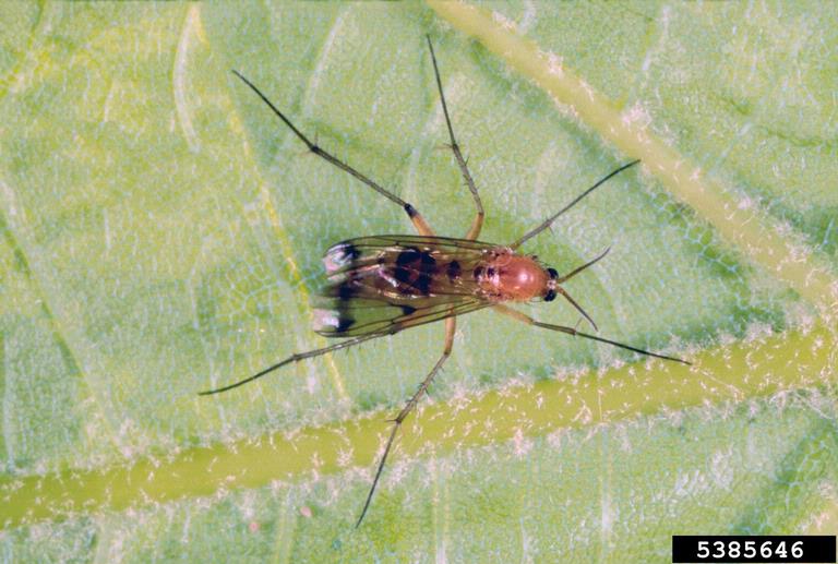 fungus gnat (Family Mycetophilidae)