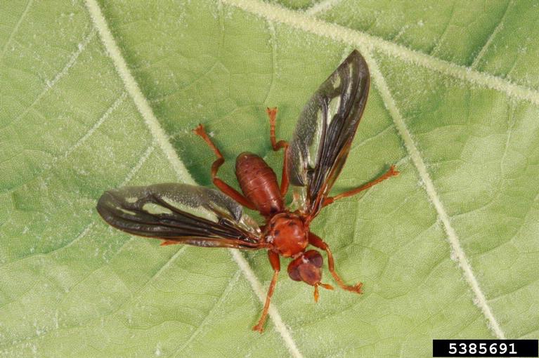 light fly (Pyrgota fenestrata (Macquart, 1851))