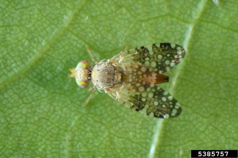 sourbush seed fly (Acinia picturata)