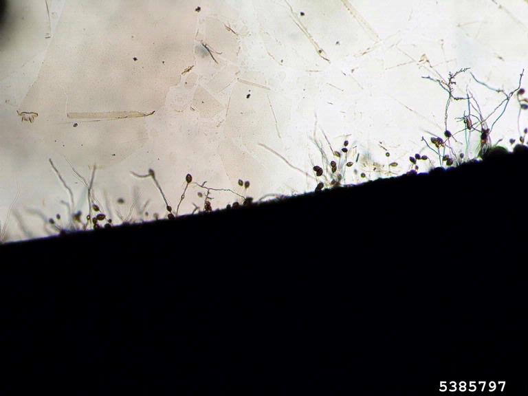 Phytophthora Crown Rot (Phytophthora cactorum ) on peony (Paeonia spp ...