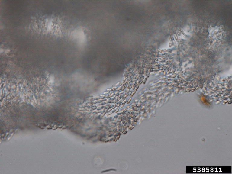 Phomopsis cankers and twig blights (Genus Phomopsis)