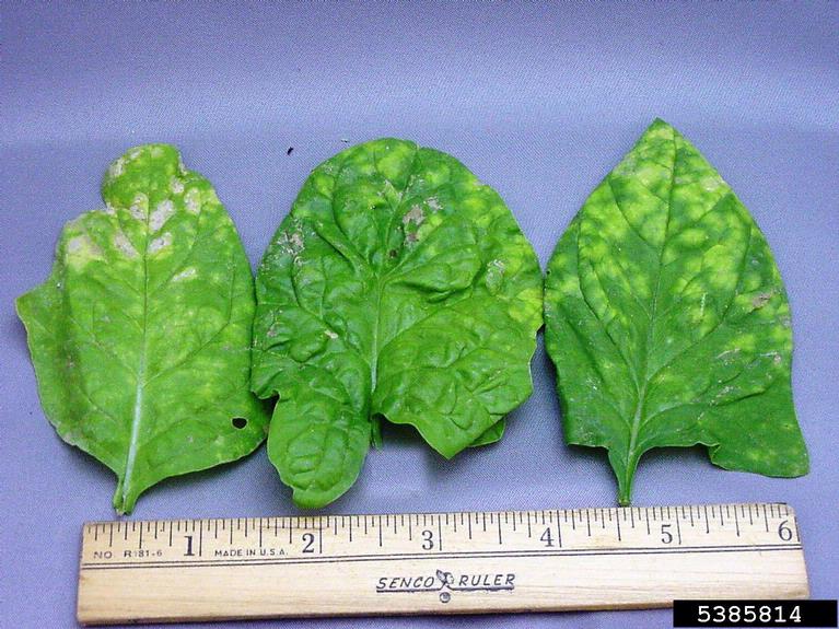 white rust (Albugo occidentalis)