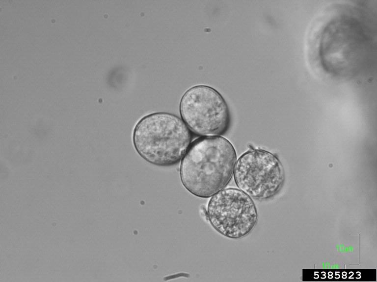 white rust (Albugo occidentalis G.W. Wilson)