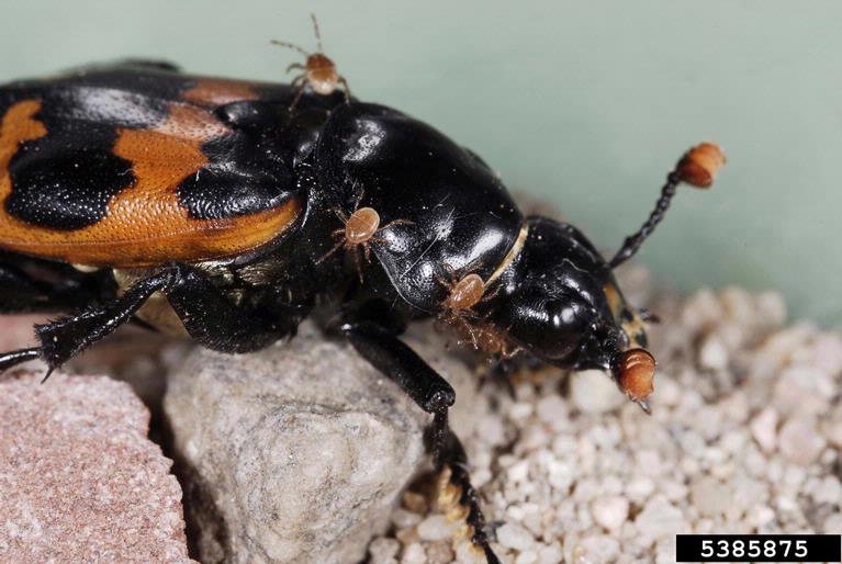 burying beetle (Nicrophorus investigator Zetterstedt, 1824)