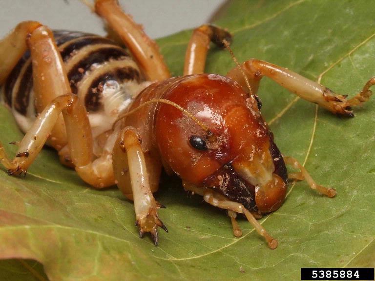 Jerusalem cricket (Stenopelmatus fuscus Haldeman, 1852)
