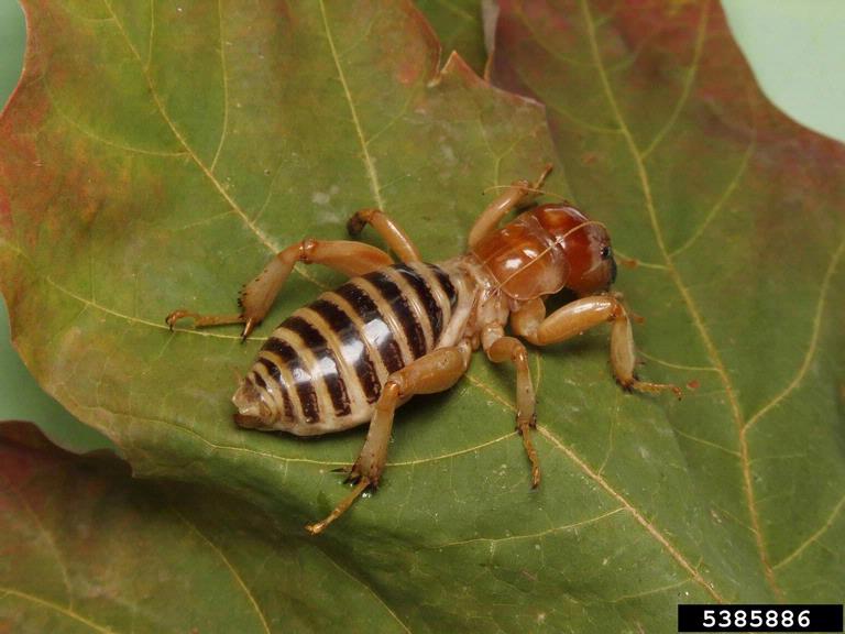 Jerusalem cricket (Stenopelmatus fuscus Haldeman, 1852)