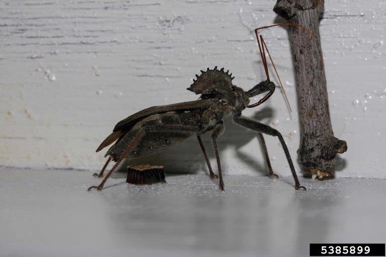 wheel bug (Arilus cristatus)