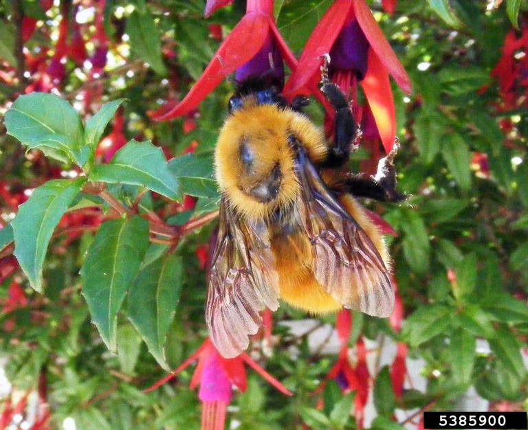 bumble bee (Bombus dahlbomi Guerin-Meneville, 1835)
