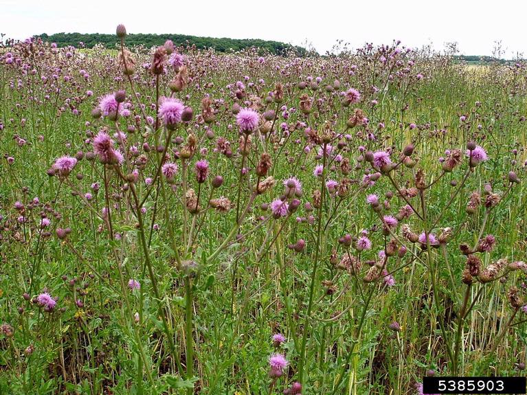 Canada thistle (Cirsium arvense)