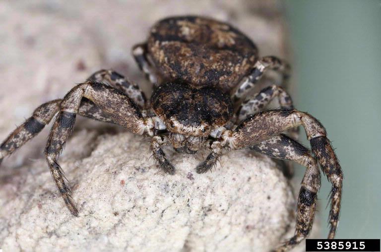 crab spider (Genus Coriarachne Thorell, 1870)