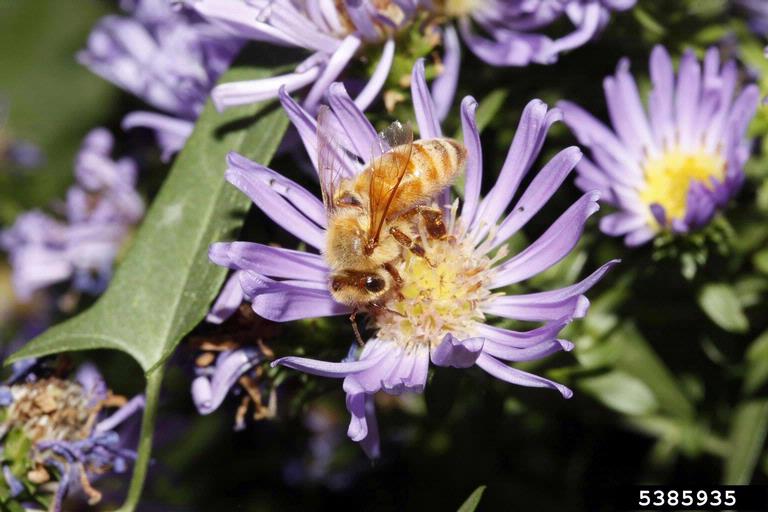 honey bee (Apis mellifera)