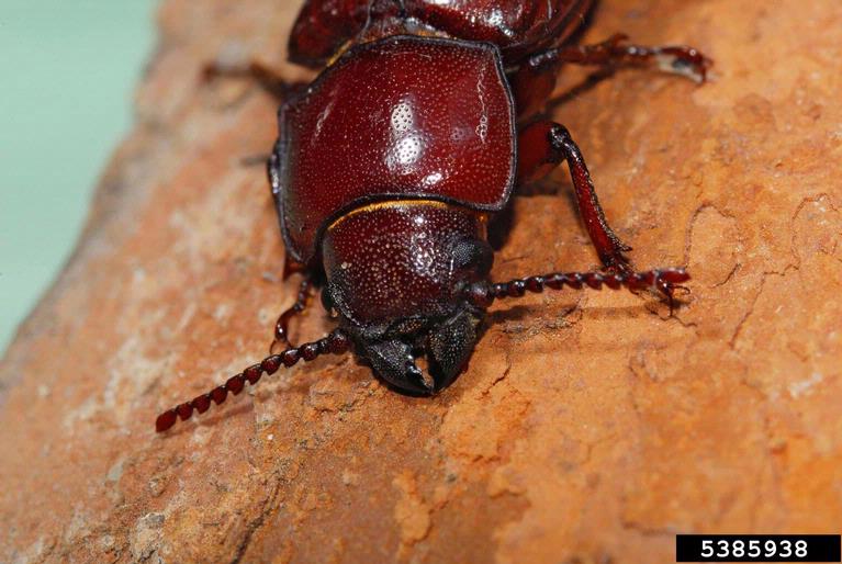 pole borer (Neandra brunnea (Fabricius, 1798))