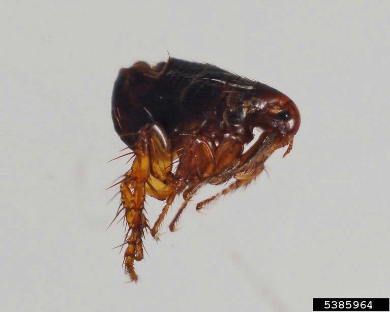 cat flea (Ctenocephalides felis (Bouché, 1835))