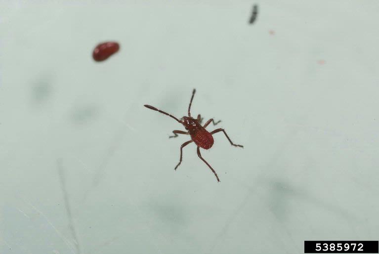 boxelder bug (Boisea trivittata)