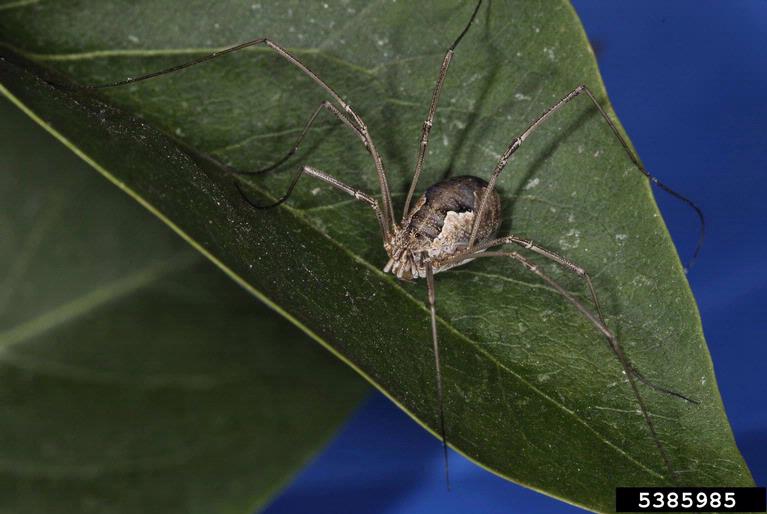 harvestmen (Genus Leiobunum)