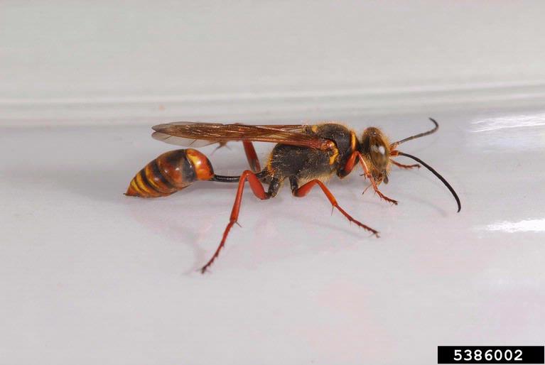 Sphecid wasps (Family Sphecidae)