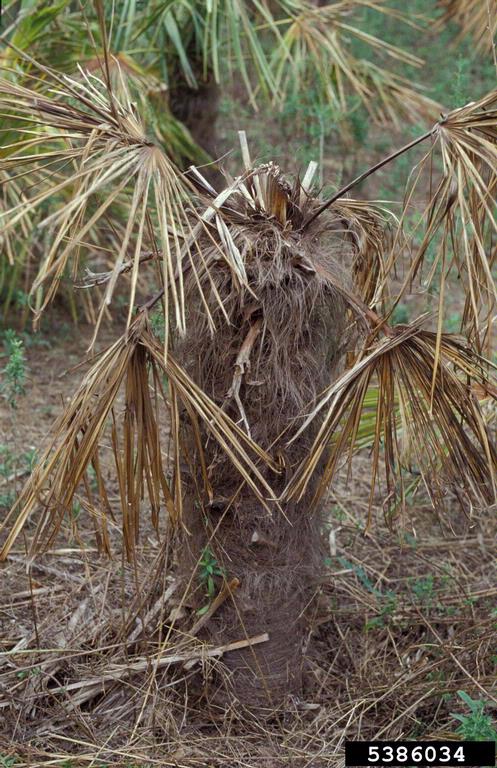 palm moth (Paysandisia archon)