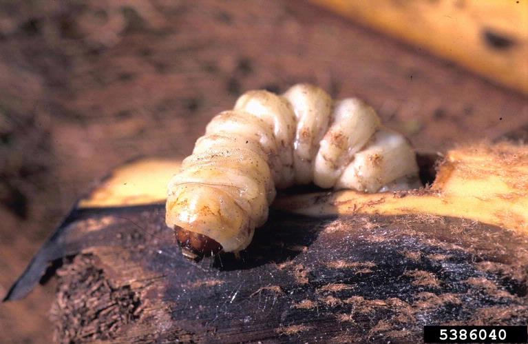 palm moth (Paysandisia archon)