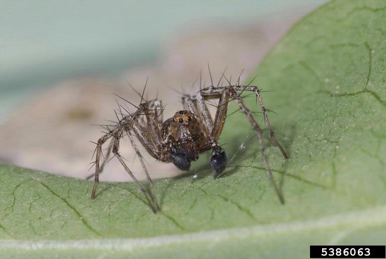 lynx spiders (Genus Oxyopes)
