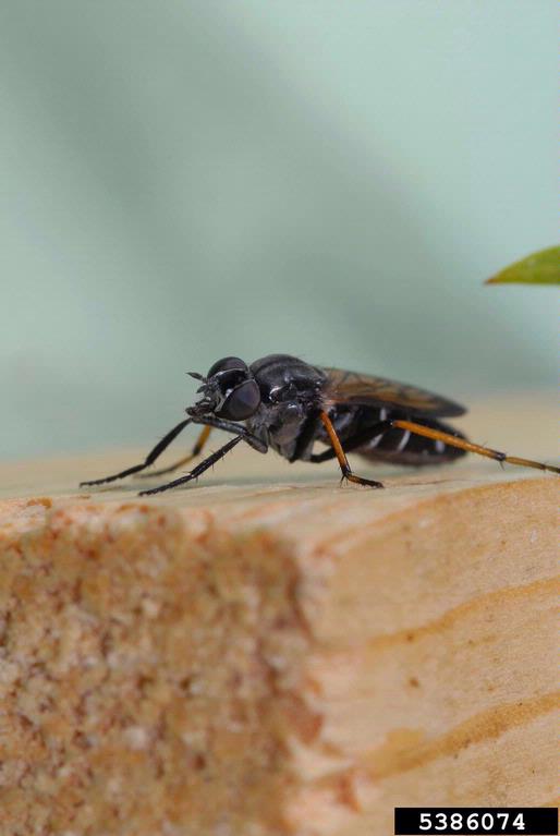 stiletto flies (Genus Ozodiceromya Bigot 1889)