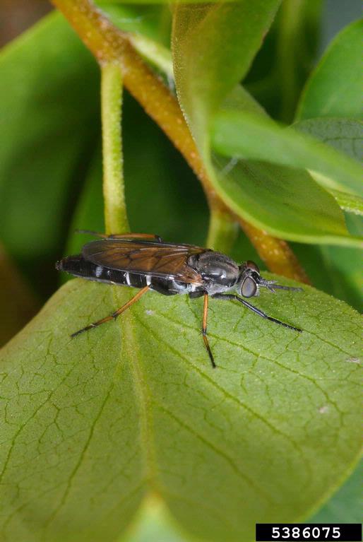 stiletto flies (Genus Ozodiceromya Bigot 1889)