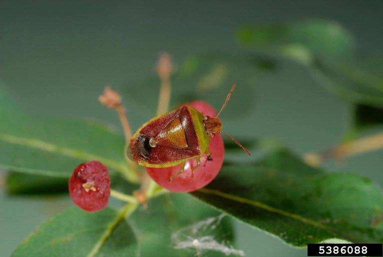 banasa stink bug (Banasa dimiata (Say, 1832))