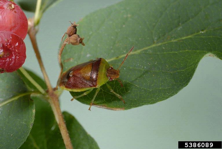 banasa stink bug (Banasa dimiata (Say, 1832))