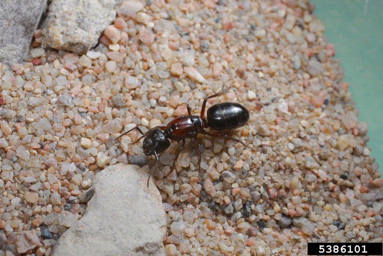 carpenter ants (Genus Camponotus Mayr, 1861)